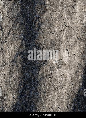 Vector illustration of Paulownia tomentosa tree bark. Princess or ...