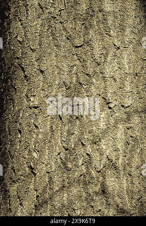 Vector illustration of Paulownia tomentosa tree bark. Princess or ...