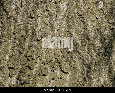 Vector illustration of Paulownia tomentosa tree bark. Princess or ...