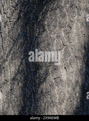 Vector illustration of Paulownia tomentosa tree bark. Princess or ...