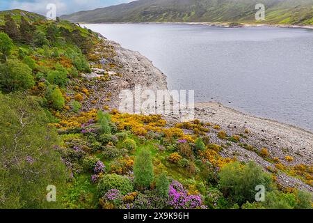 Kinloch Hourn Scotland Loch Quoich mountains and mist yellow gorse and ...
