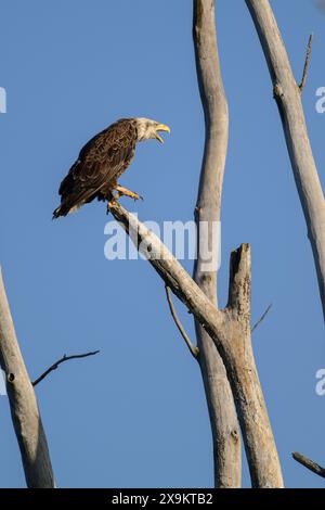 A Bald Eagle, high on its perch, turns towards the sun as a soft wind ...