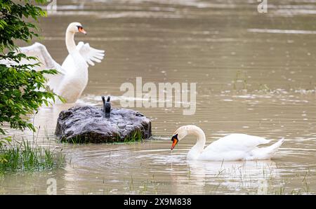 Freienstein-Teufen, Switzerland, 1st Jun 2024: Heavy, continuous rain ...