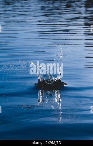 water splash, lake, stone, throwing, ripples, water, outdoors, nature ...