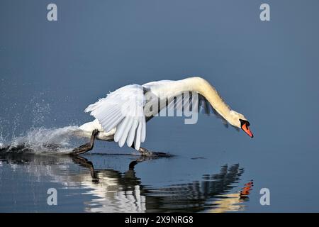 Angry Mute swan approaching with power Stock Photo - Alamy