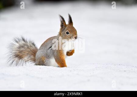 Portrait of a squirrel in winter on white snow background. Eurasian red ...