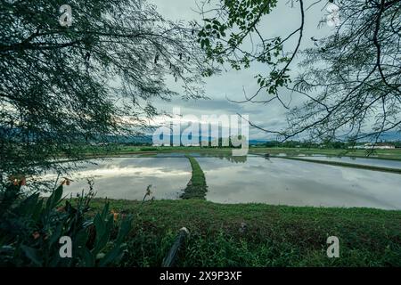Storm Over Rice Field Stock Photo - Alamy