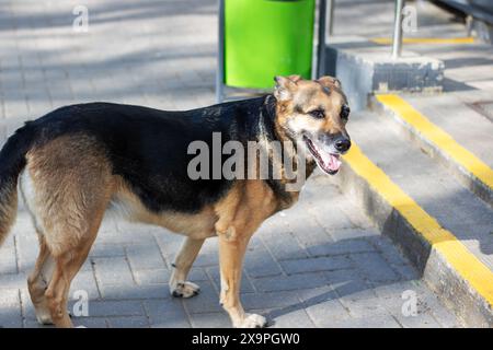 German Shepherd Sniffing On The Road Stock Photo - Alamy