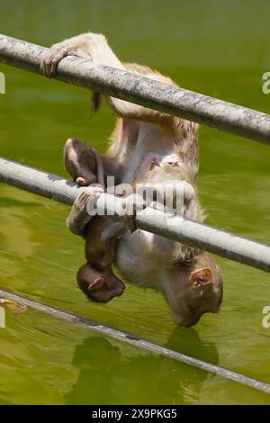 Jaipur, India. 02nd June, 2024. Macaques cool off in a pond to beat the ...