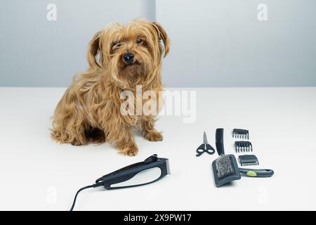 a small dog hairstyle for animals Studio Stock Photo - Alamy