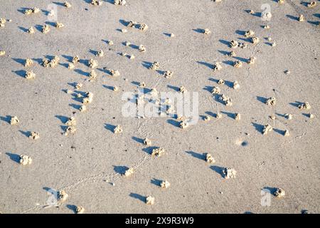 Blow lugworm poo on the west coast of Ireland - Arenicola Marina Stock ...