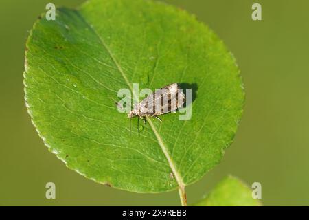 Close up Common marble, Dark Strawberry Tortrix (Celypha lacunana ...