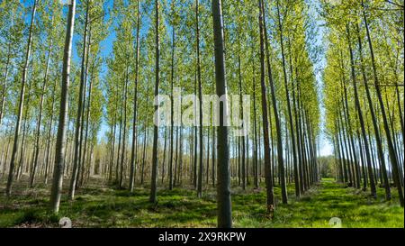 poplar trees in Spain Stock Photo - Alamy