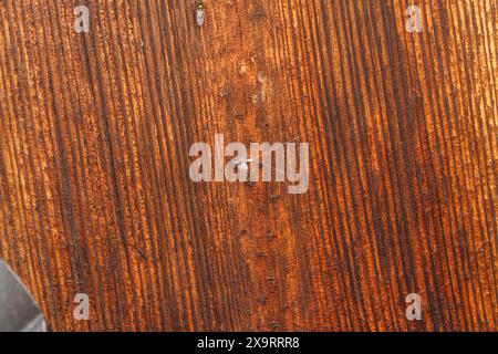 Family Baetidae Small Mayfly wild nature insect photography, picture ...