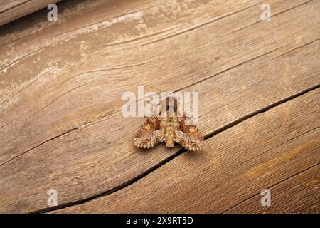 Lacanobia w-latinum Family Noctuidae Genus Lacanobia Light brocade moth ...