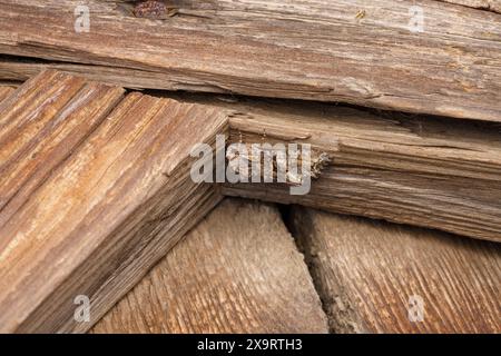 Lacanobia contigua Family Noctuidae Genus Lacanobia Beautiful brocade ...