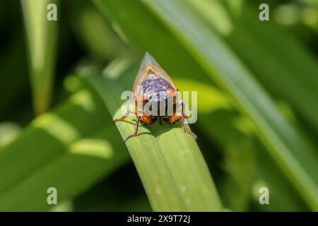 The 17-year cicada Brood XIII emerges in the suburb of Deerfield ...