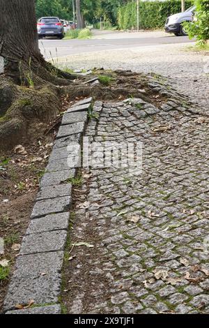 Power of nature, tree roots lift paving stones, Germany Stock Photo - Alamy
