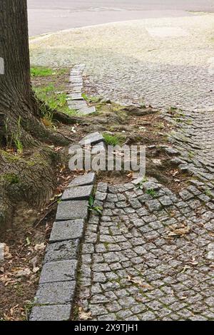 Power of nature, tree roots lift paving stones, Germany Stock Photo - Alamy