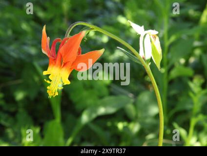 Red Columbine (Aquilegia formosa) wildflower in Elkhorn / Blue ...