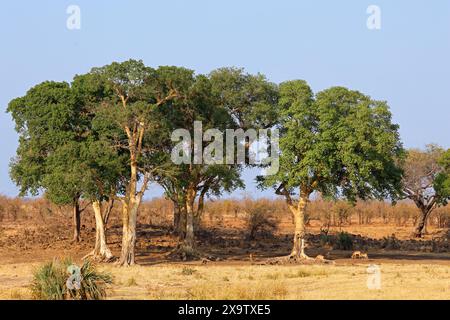 Sycamore fig tree Ficus sycomorus Singita Sabi Sand Game Reserve ...