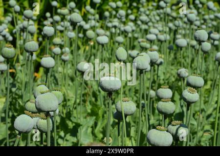Papaver somniferum plantation, Opium poppy flowering crops in field ...