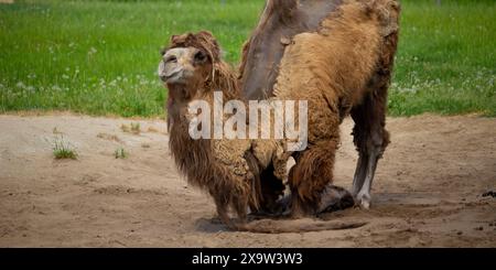 The Bactrian camel, also known as Mongolian camel, is a large even-toed ...