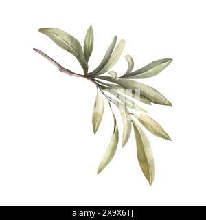 Watercolor Olive tree branch, fruitless with green leaves. Botanical ...