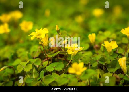 Yellow oxalis flowers Stock Photo - Alamy