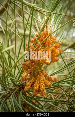 Scots Pine, Pinus sylvestris, leaf (needle) TS Stock Photo - Alamy