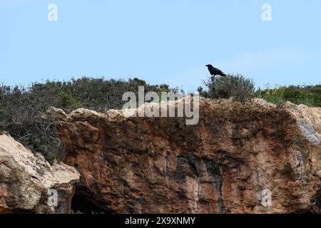 A solitary raven perches on a branch along a rugged cliffside, with a ...