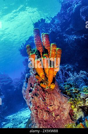 Aplysina fistularis, also known as the yellow tube sponge is a species ...
