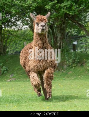Alpaca running towards camera Stock Photo - Alamy