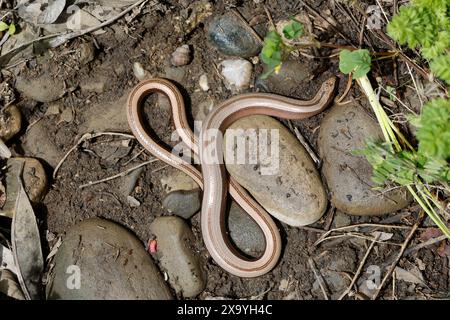 Griechische Blindschleiche, Anguis graeca, Greek slow worm, Albanien ...