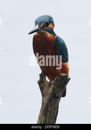 Kingfisher in flight at RSPB Rainham Marshes Nature Reserve , Purfleet ...