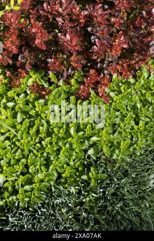A mix of Japanese barberry, wall germander, German garlic, and Korean ...