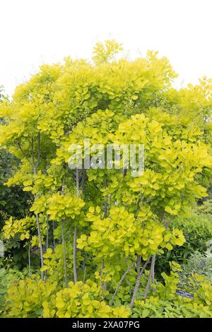 Cotinus coggygria 'ancot' - golden spirit smoke tree Stock Photo - Alamy
