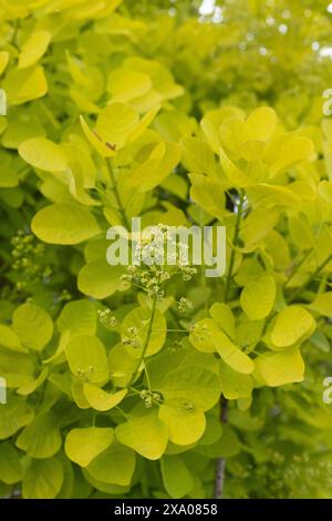 Cotinus coggygria 'ancot' - golden spirit smoke tree Stock Photo - Alamy