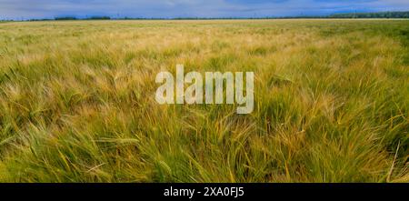 Getreidefeld, Gerstenfeld, Feld mit Gerste, blauer Himmel mit ...