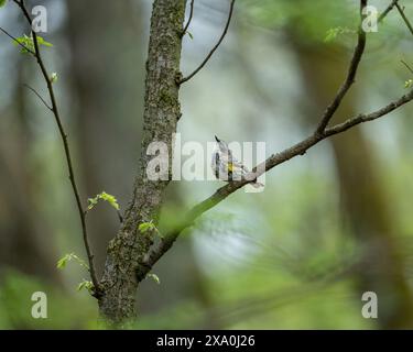 A selective focus shot of warbler perched on plant Stock Photo - Alamy