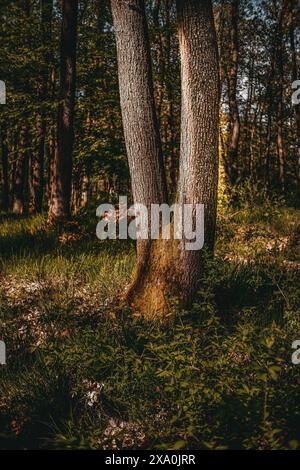 Tall trees in the creepy and haunting forest - great for wallpapers ...