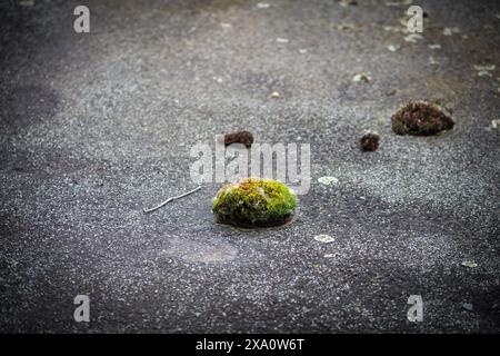 some Moss has formed on an old tar roof Stock Photo - Alamy