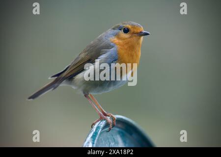 Small robin perched on the edge of a spring Stock Photo - Alamy