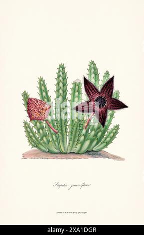 Blooming Stapelia. Vintage botanical illustration from an 18th-century ...