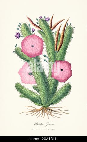 Blooming Stapelia. Vintage botanical illustration from an 18th-century ...