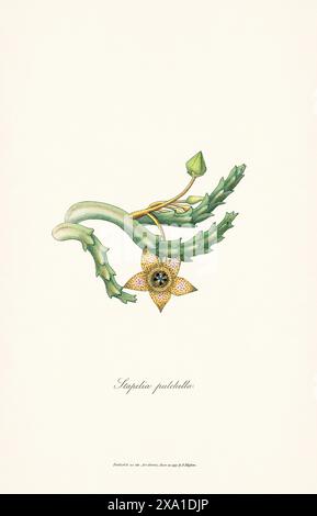 Blooming Stapelia. Vintage botanical illustration from an 18th-century ...