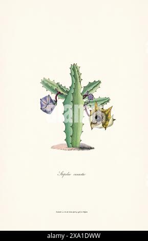 Blooming Stapelia. Vintage botanical illustration from an 18th-century ...