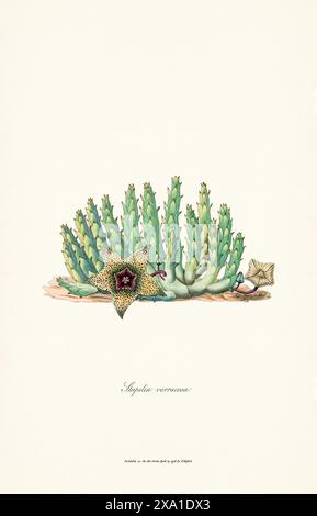 Blooming Stapelia. Vintage botanical illustration from an 18th-century ...