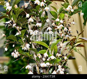 Japanese Snowbell Tree Leaves Stock Photo - Alamy