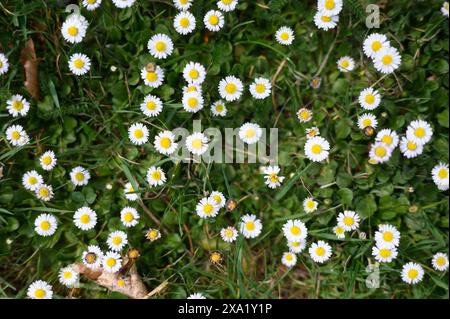 Top view of yellow and white daisies blooming in the field in summer ...